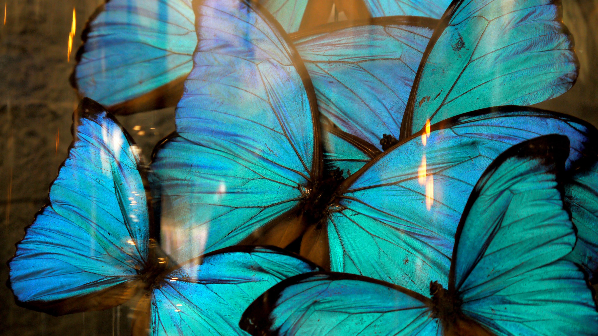 Home | Novis Mortem Collective